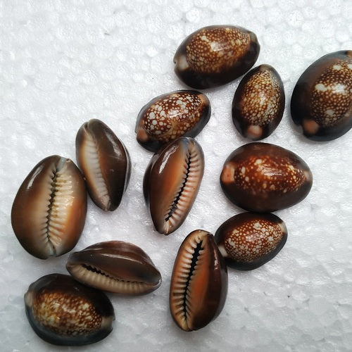 Black Cowrie – Dhwani Shop